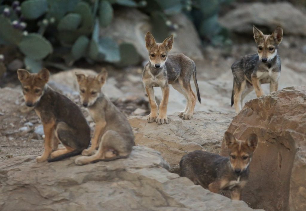 Nacen 8 cachorros de lobo gris mexicano en el Museo del Desierto de ...
